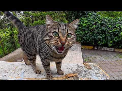 Stray Cat Remembered Me After Months