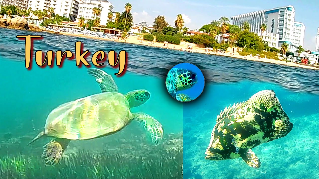 Snorkeling in Turkey - Is It Worth It? Of course! Sea Turtle 🐢 Perch 🐟 ...