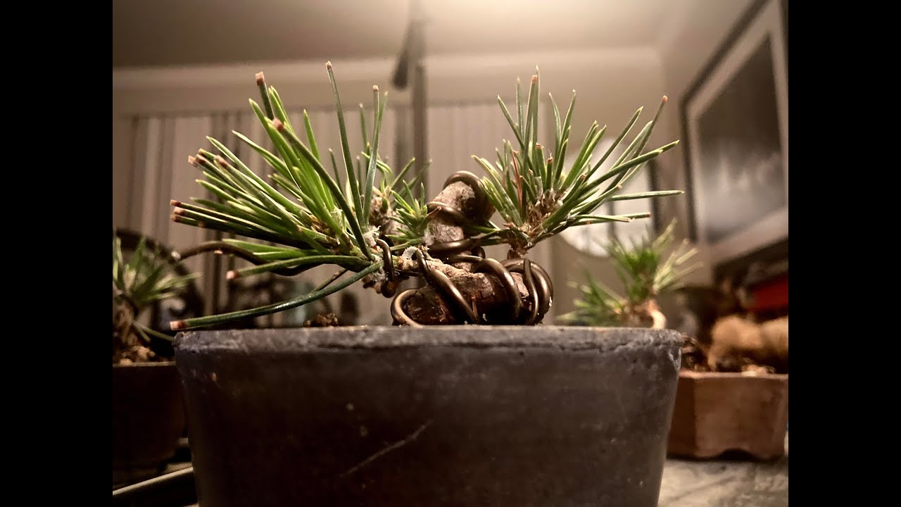 Patricia O'Connor, The Bonsai Balcony: Japanese Black Pine Mame wiring ...