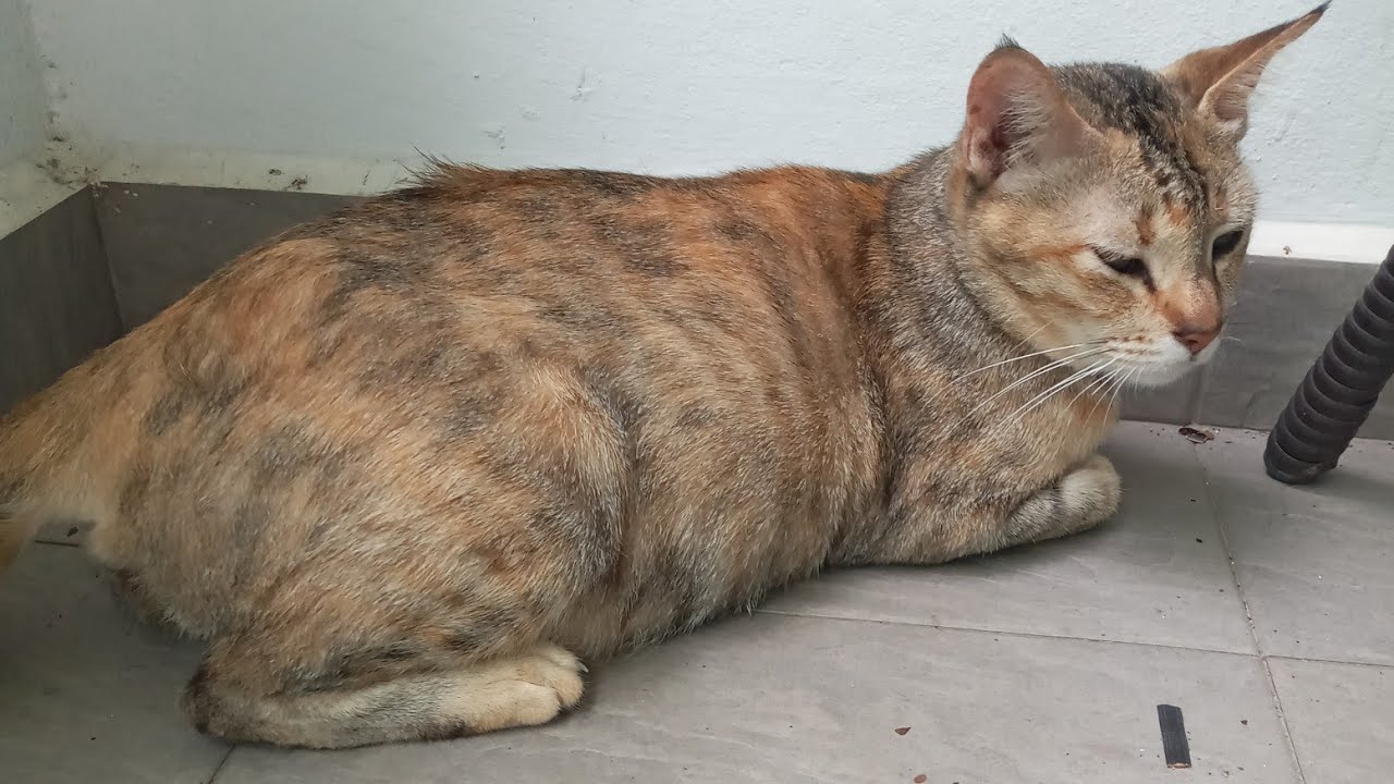 Highlight 13:16 – 18:16 from Time Machine Cats !!!! Longest Daily Cat's ...