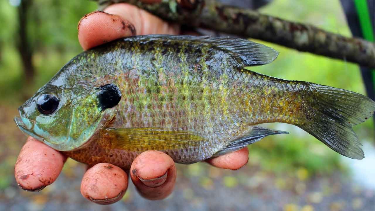 Primitive fishing - Handmade fish hook - Survival fishing with a fish ...