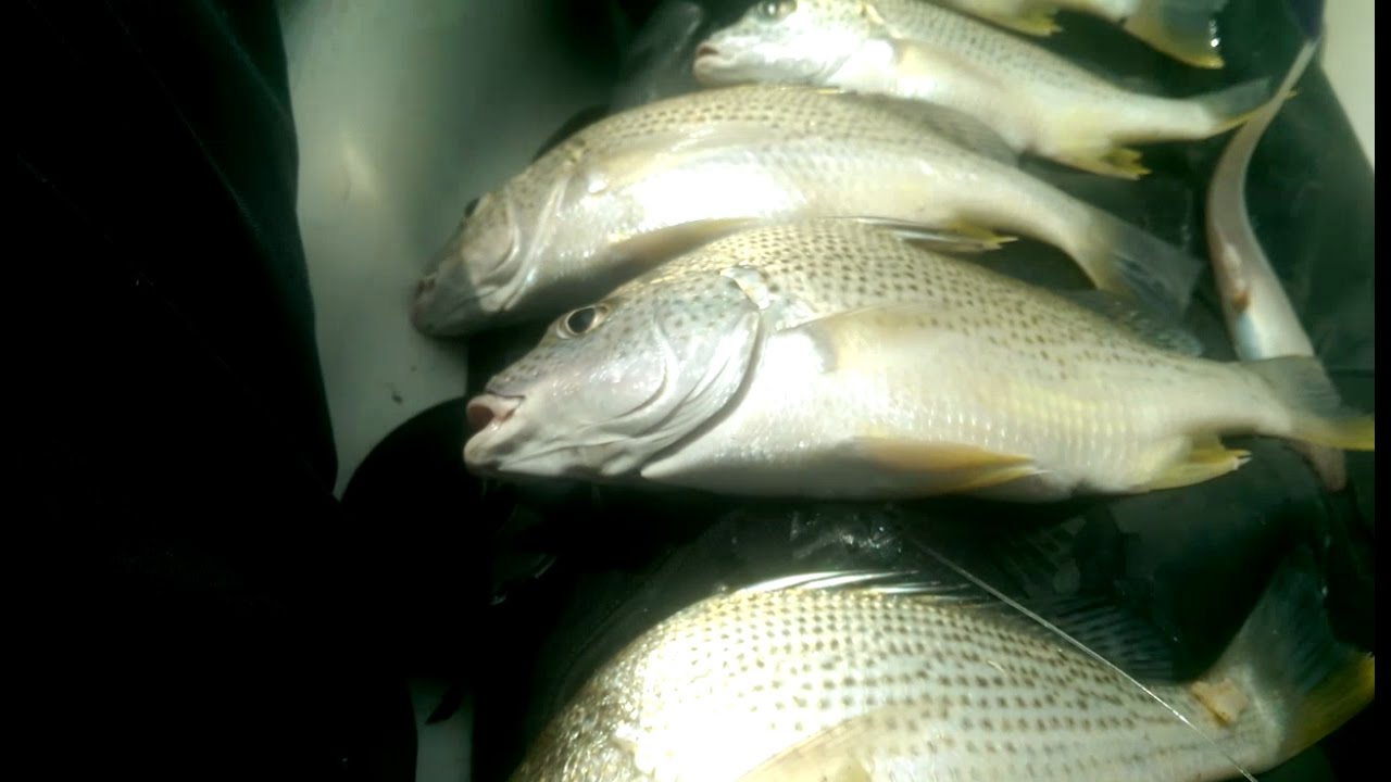 (Vlog) Sunday Madness Ep05|white snapper fishing in Mombasa - YouTube