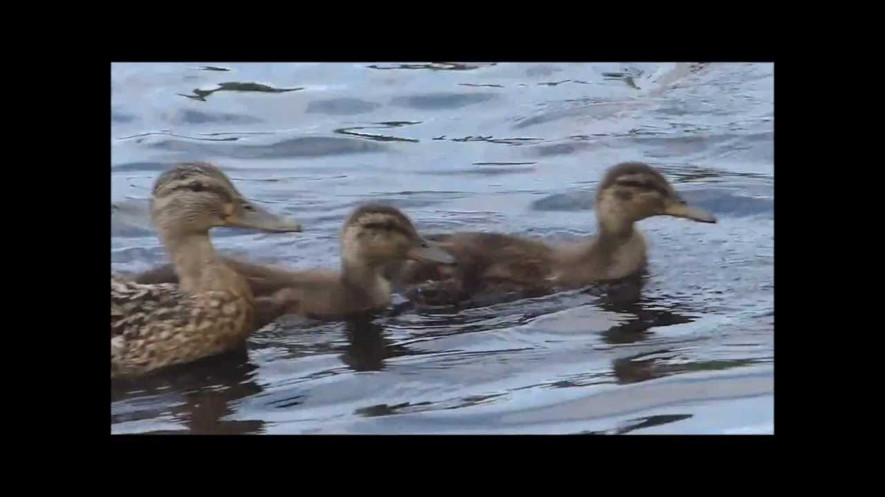 The Ducklings make a fun, cute video - YouTube