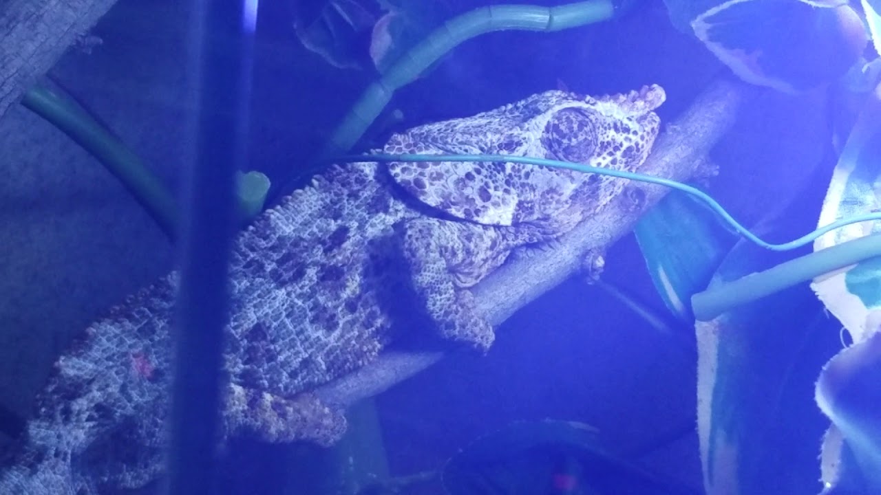 Elephant eared chameleon - YouTube