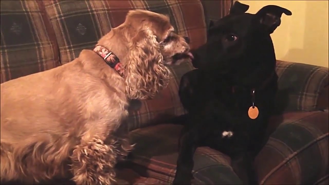 37 dogs talking like humans - YouTube