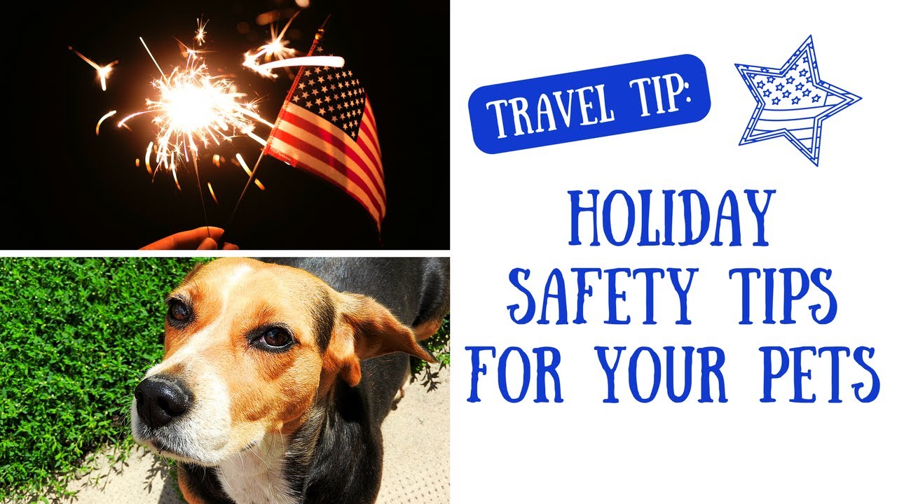 Holiday Safety Tips for Your Pets | How to Keep Your Furry Loved Ones ...