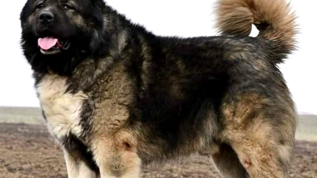 Molossian/Mountain Dog breeds Type / DIVISION 2 / Segment 4 - YouTube