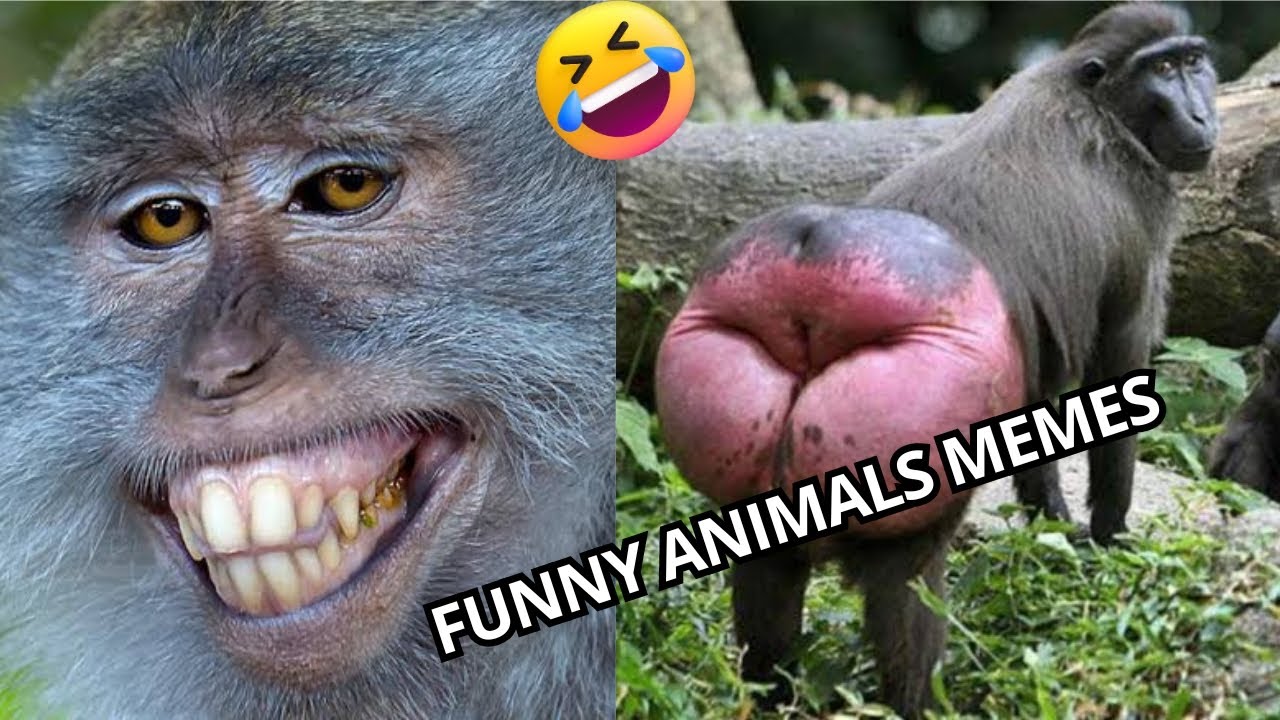 TRY NOT TO LAUGH AT THESE FUNNY ANIMAL MEMES COMPILATION YouTube try-not-to-laugh-at-these-funny-animal-memes-compilation-youtube