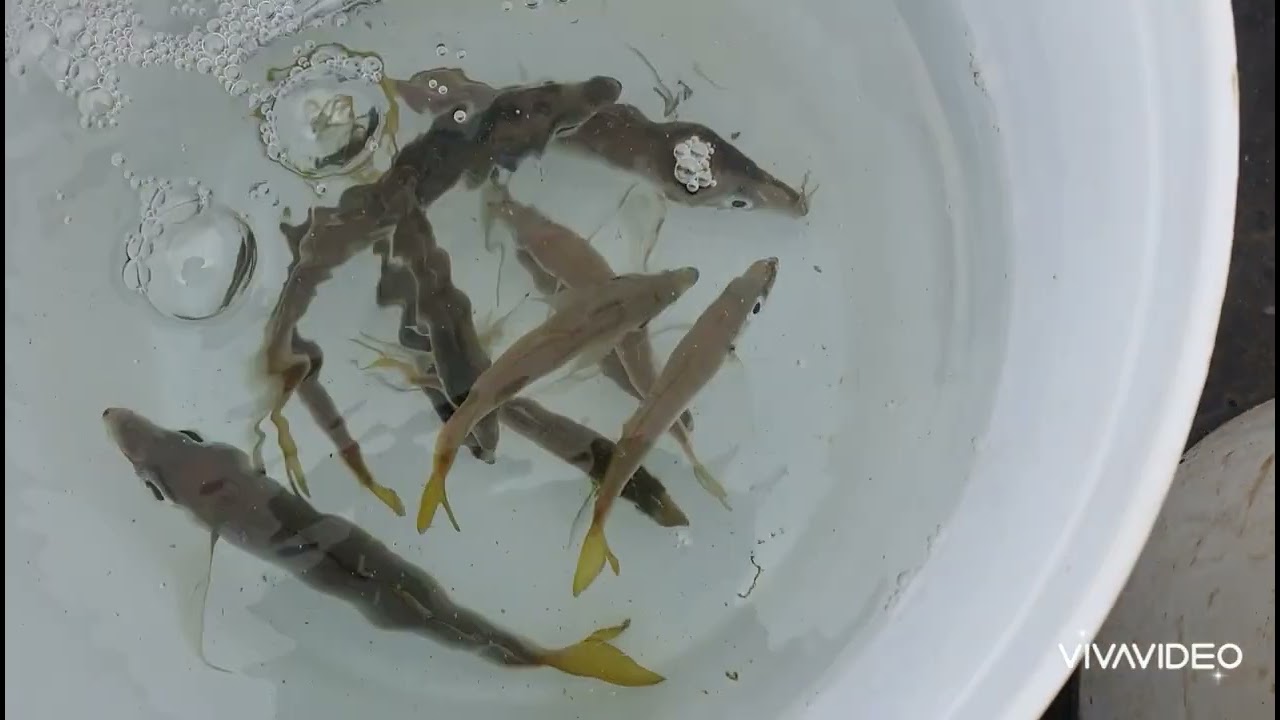 How To - Rig & Catch Yellowtail For Bait. - YouTube