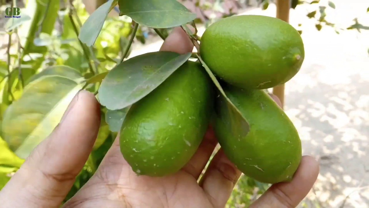 My garden fruit trees : mango, jackfruit, lemon, pomelo, chiku, jujube ...