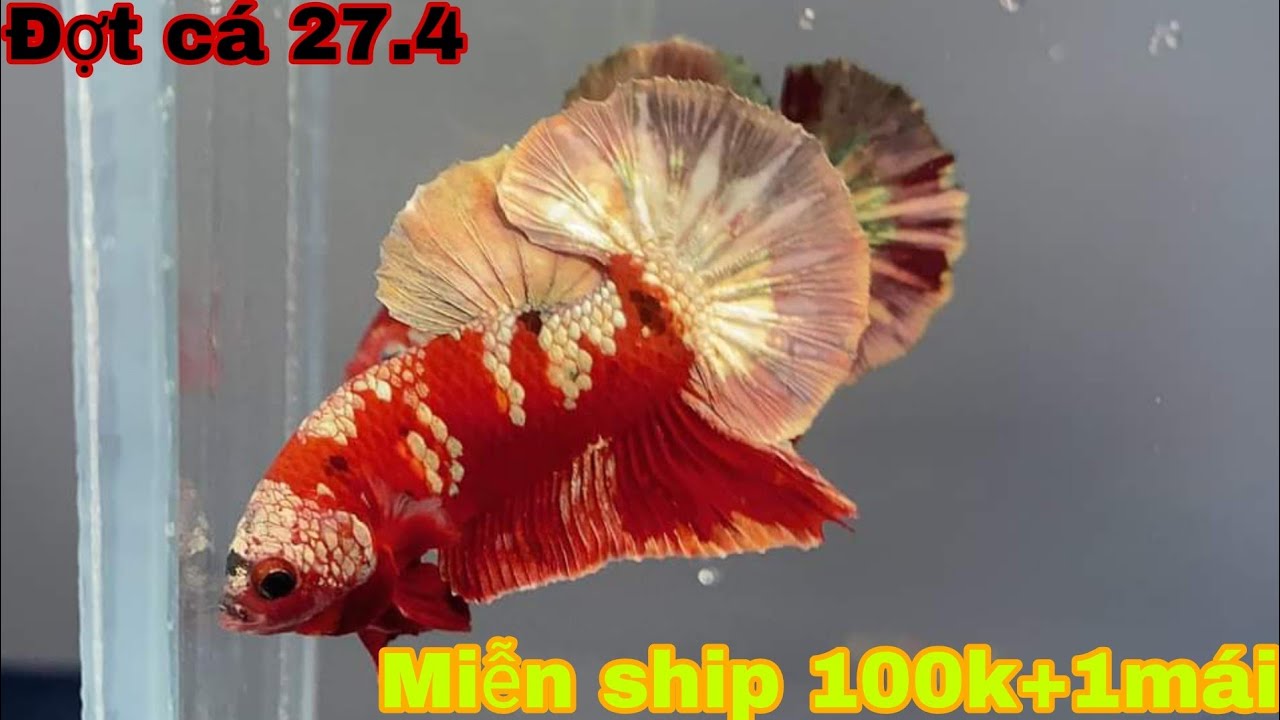 Đợt cá 27.4 Koi red gold FCCP Khuyên mãi Đơn 100k tặng 1 mái - YouTube