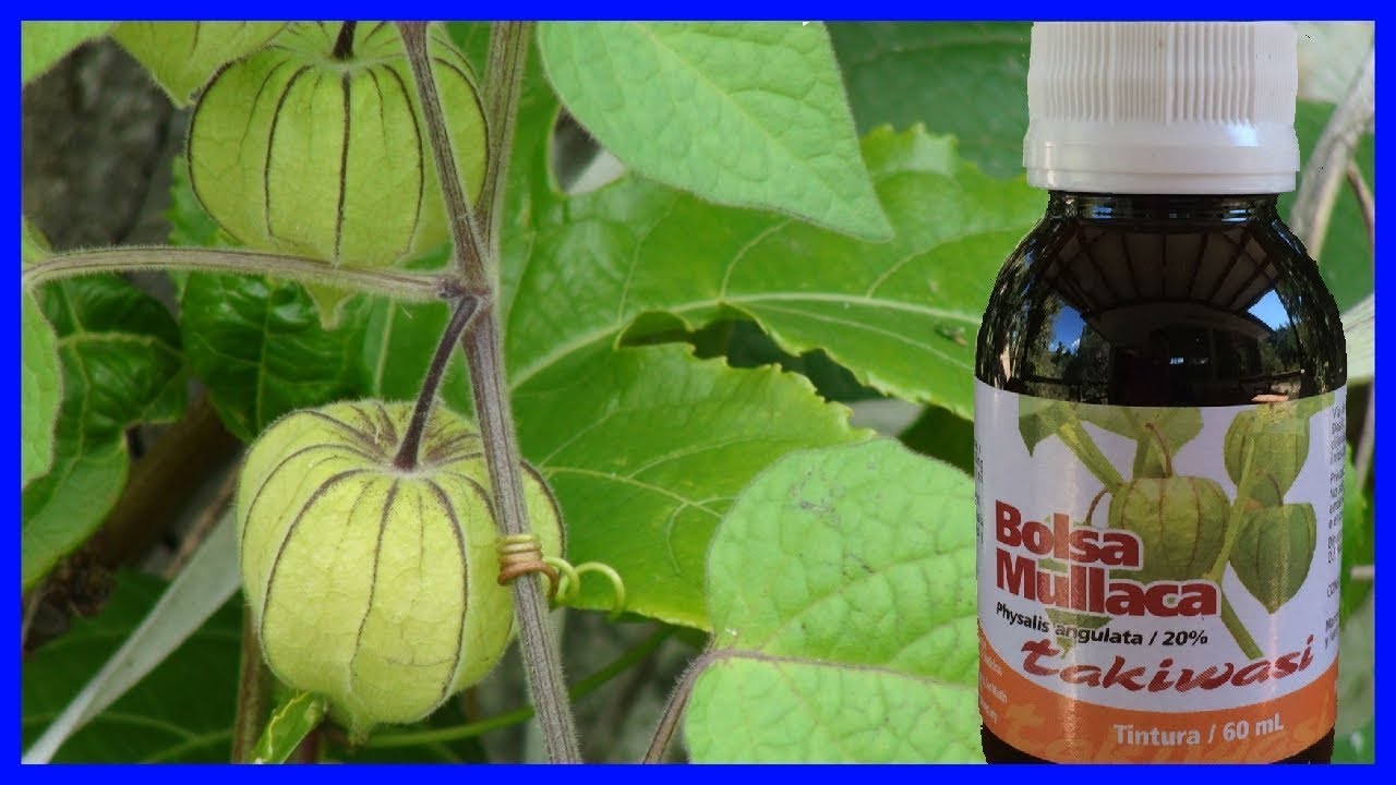 Planta Medicinal Bolsa Mullaca Propiedades y Beneficios Physalis ...