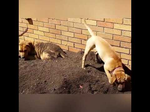 Bir komedi vdeo lutfen izlemeden gecmeyin 2018