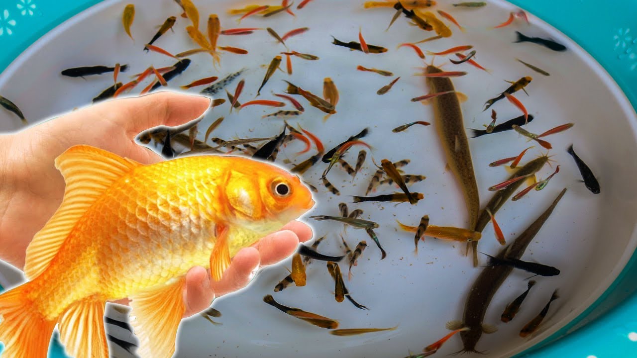 Cute Baby Ranchu Goldfish Molly Ping Pong Angelfish Ram Cichlid Koi ...