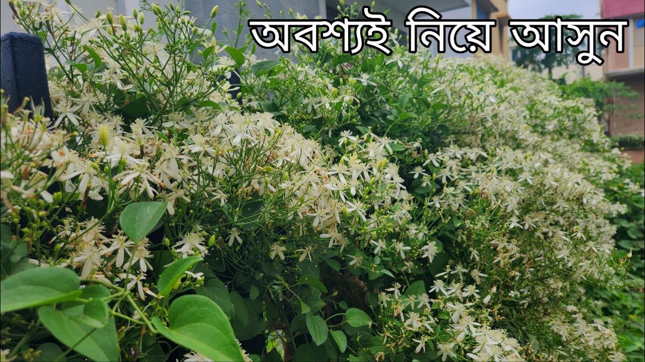 11টি ফুলের গাছ থেকে বিনা যত্নে প্রচুর ফুল পান |11 permanent flower ...