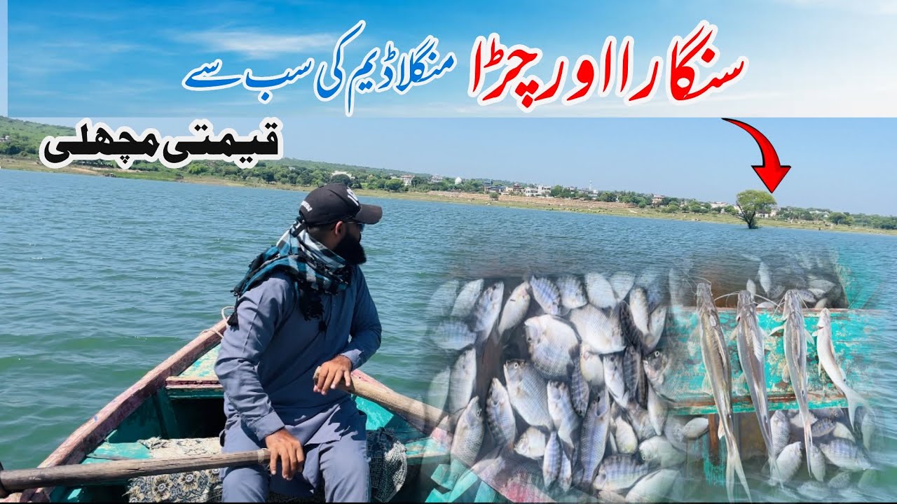 Sangara our Chirra | Mangla Dam Ki Sab Se Geemati Mashli | Sangara Fish ...