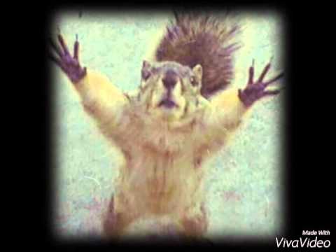 Sad squirrels - YouTube