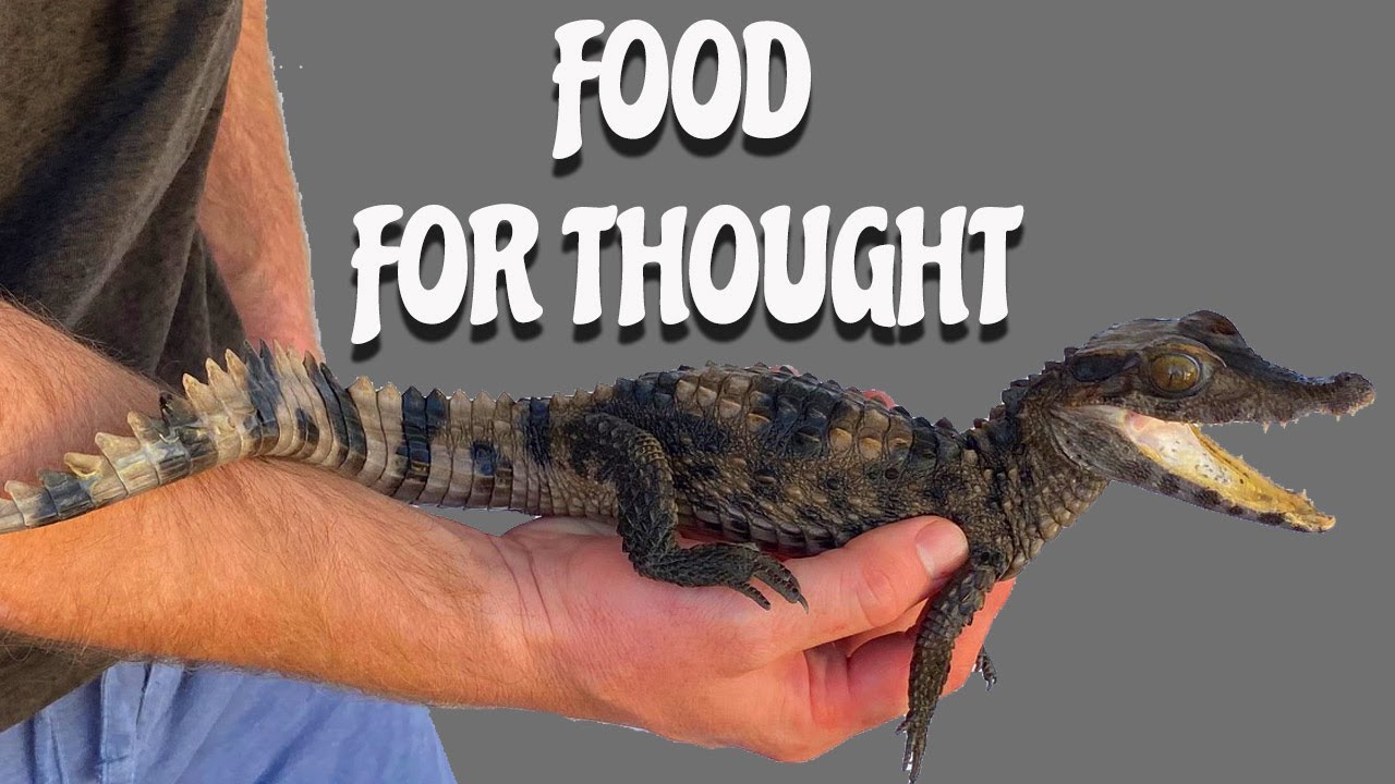 What is Dwarf caiman food - Dont Get Discouraged - YouTube