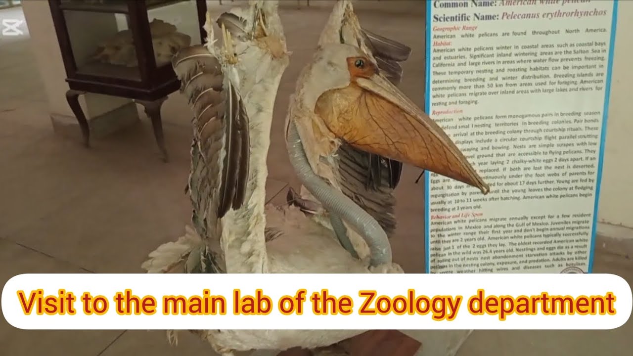 A visit to the zoology lab | Another beautiful Day in University ️ ...