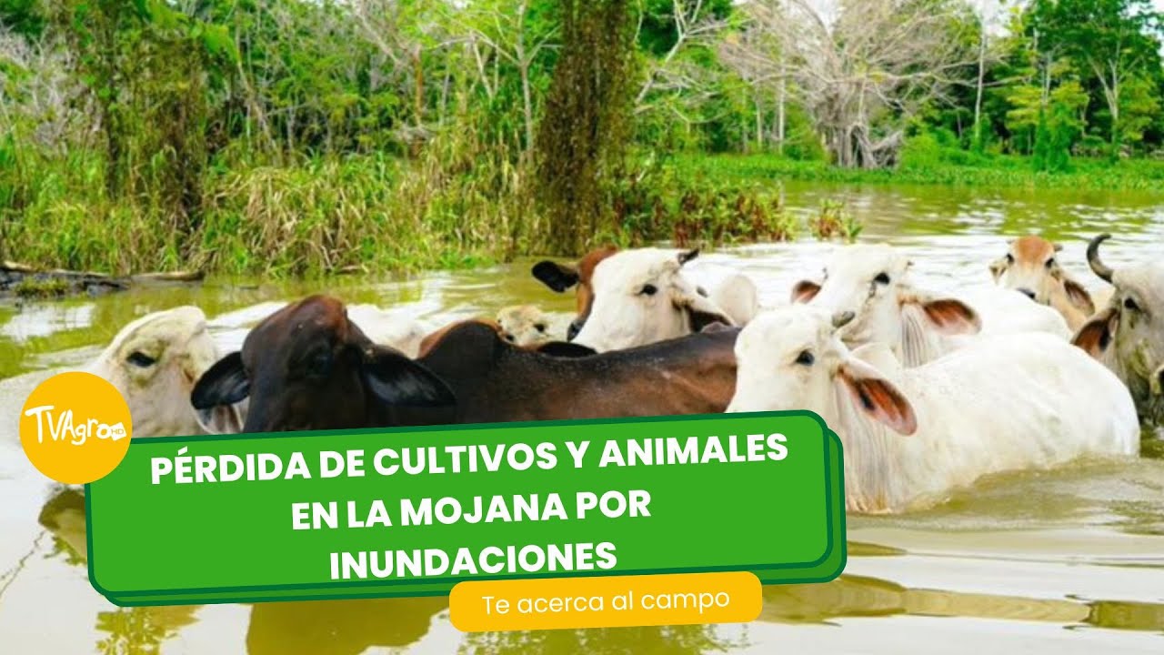 Pérdida de cultivos y animales en la mojana por inundaciones- TvAgro ...
