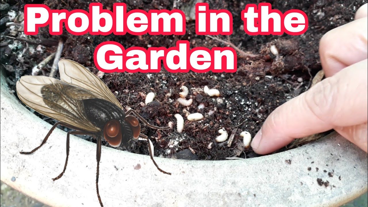 RUBIE'S LIFE IN OREGON: ROOTS MAGGOTS | MALABAR SPINACH SEEDS - YouTube