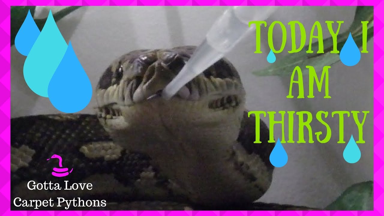 Thirsty SnakesToday and Amazing Snake Study Done!!!! - YouTube