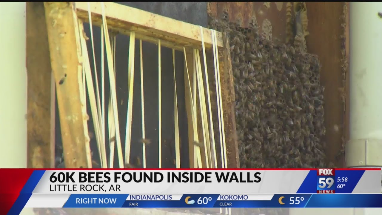 60K bees found inside walls - YouTube
