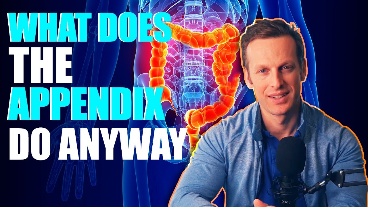 What does the Appendix do Anyway!! - YouTube