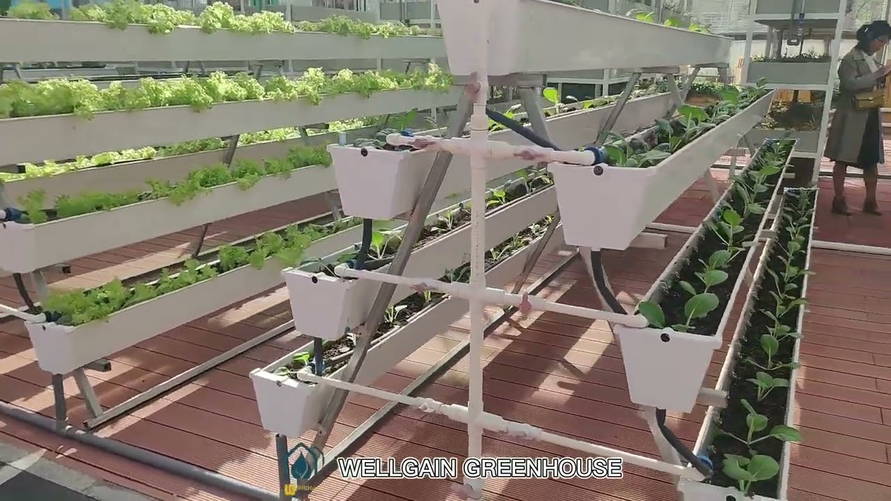 A frame soilless pvc growing trough system - YouTube