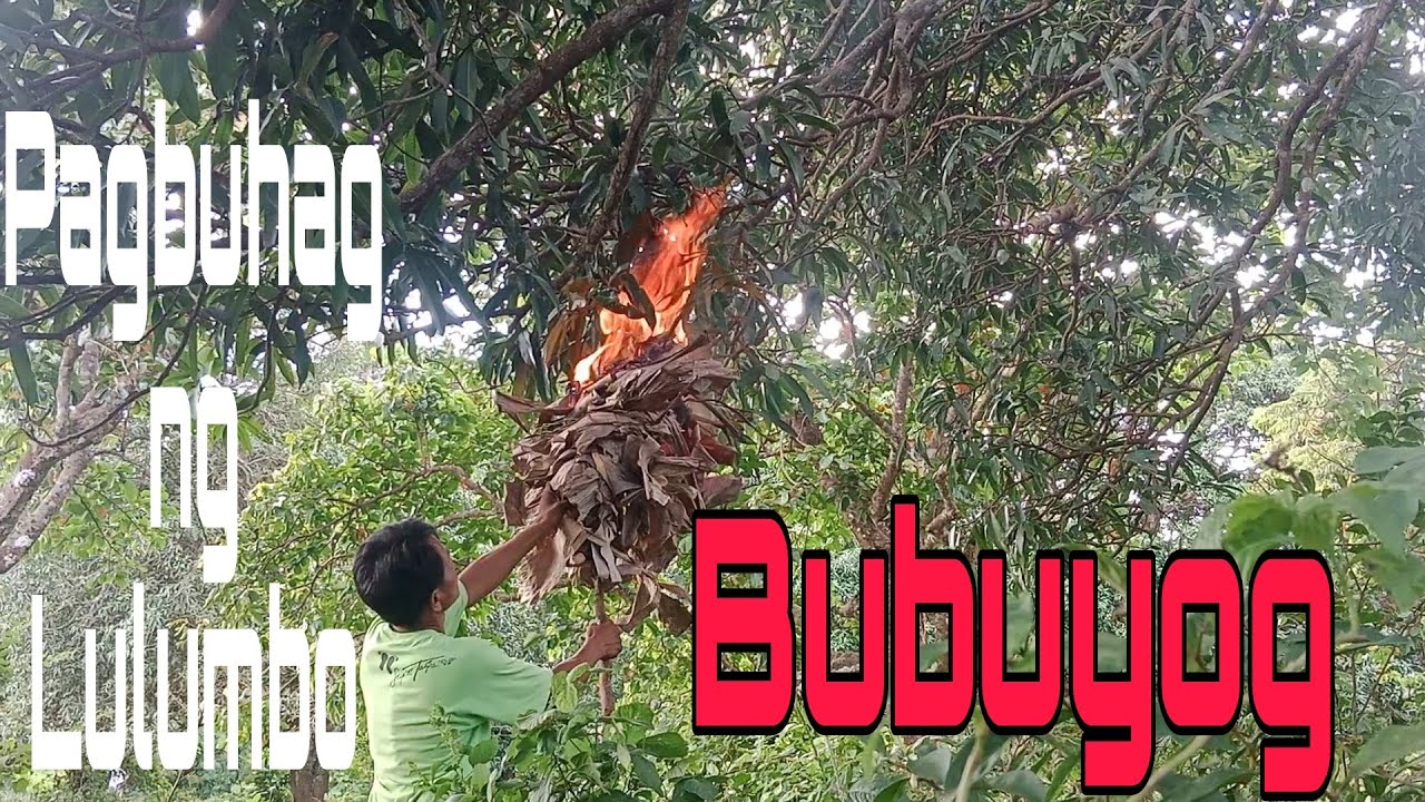 Muling pagbabalik. Pagbuhag ng lulumbo - YouTube