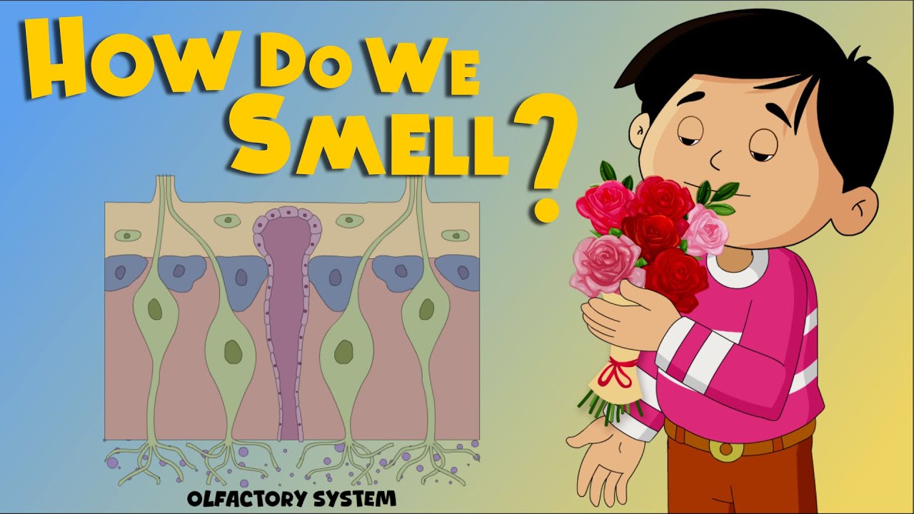 "How Does the Human Nose Detect Scents?" II Educational Video For Kids ...