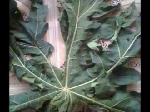 Mengenal Simplisia "FOLIUM" - YouTube