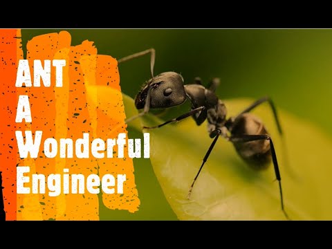 A Wonderful Engineer | ANTS - I | Infofrenzy - YouTube