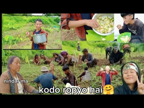 aaj ko hamro kam kodo ropai 🤭🤗🙏#nature #terhathum nepal🤝 ️🌼 - YouTube