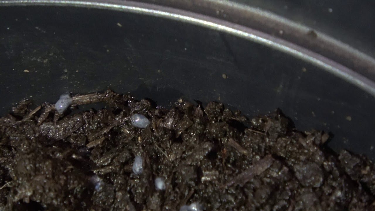 Need HELP! White bugs in soil (non-jumping!!) Springtails? - YouTube