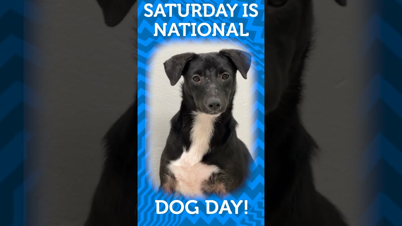 Saturday Aug. 26 is National Dog Day