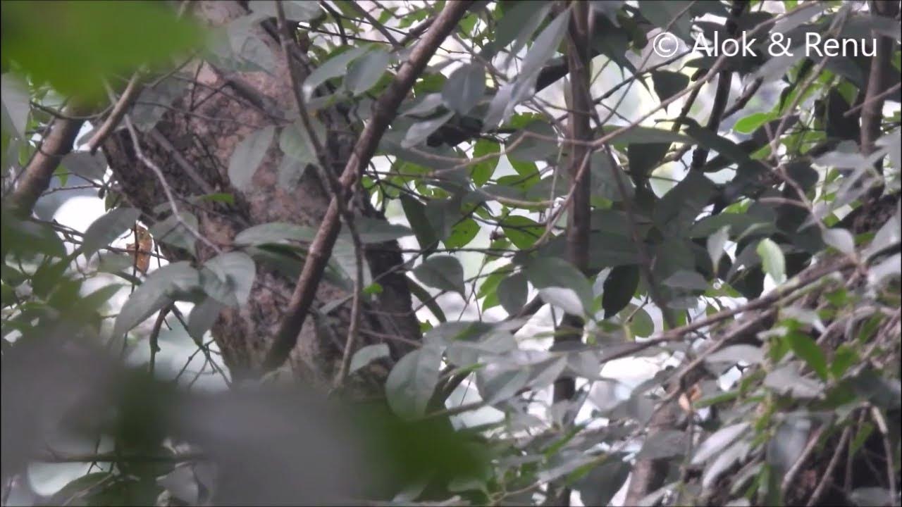 Whistler's Warbler uncommon sighting : Amazing Wildlife of India by ...