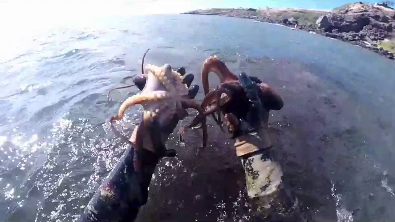 Tako diving maui ep.3 - YouTube