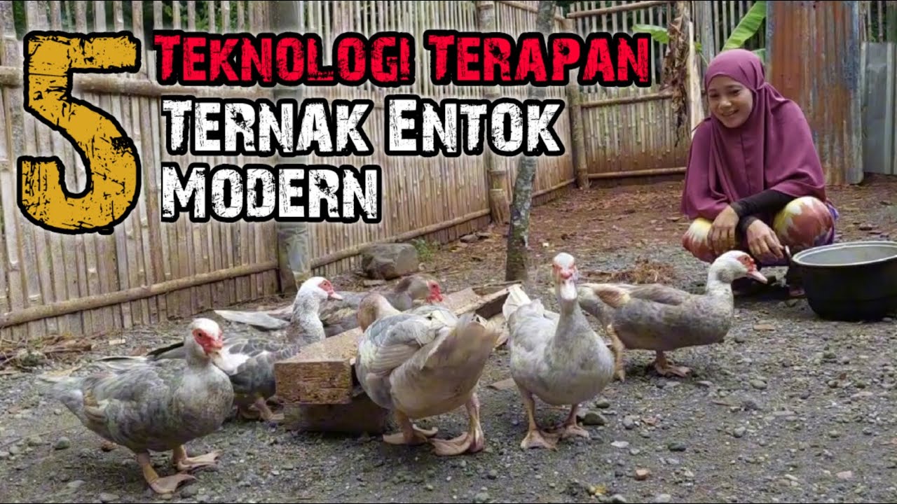 5 TEKNOLOGI TERAPAN TERNAK ENTOK MODERN - YouTube