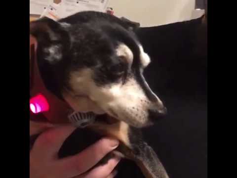 Talking dog collar from Up - YouTube