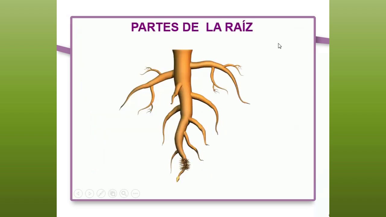 PARTES DE LA PLANTA - Mind Map