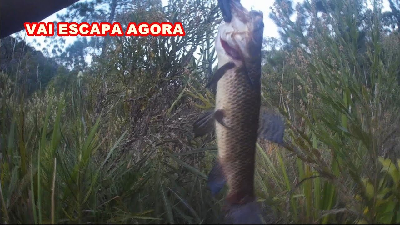 pescaria de trairá com sapito frog deu certo - YouTube