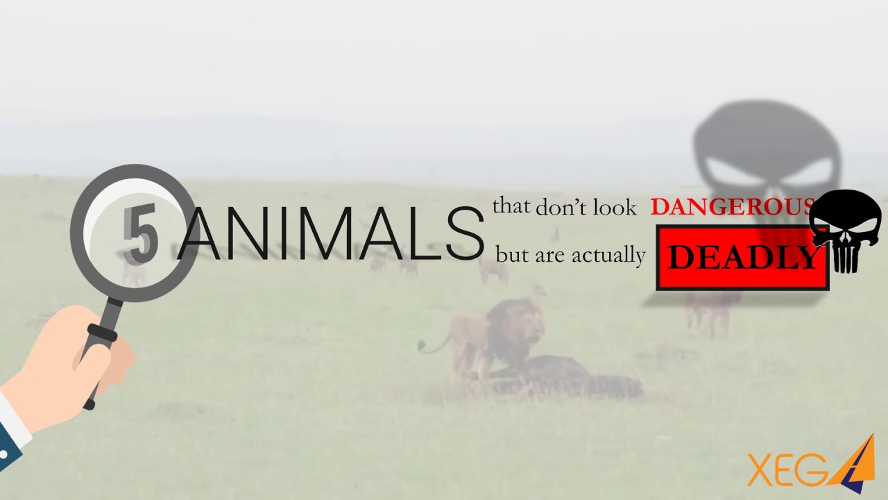 Top 10 animals you need to be careful (part 1 / 2) - YouTube