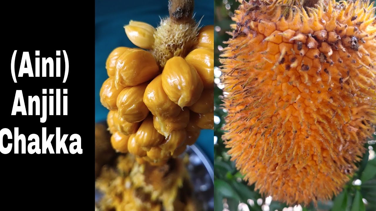 Aini Chakka | Anjili Chakka | Wild Jack Fruit of Kerala | Have you ...