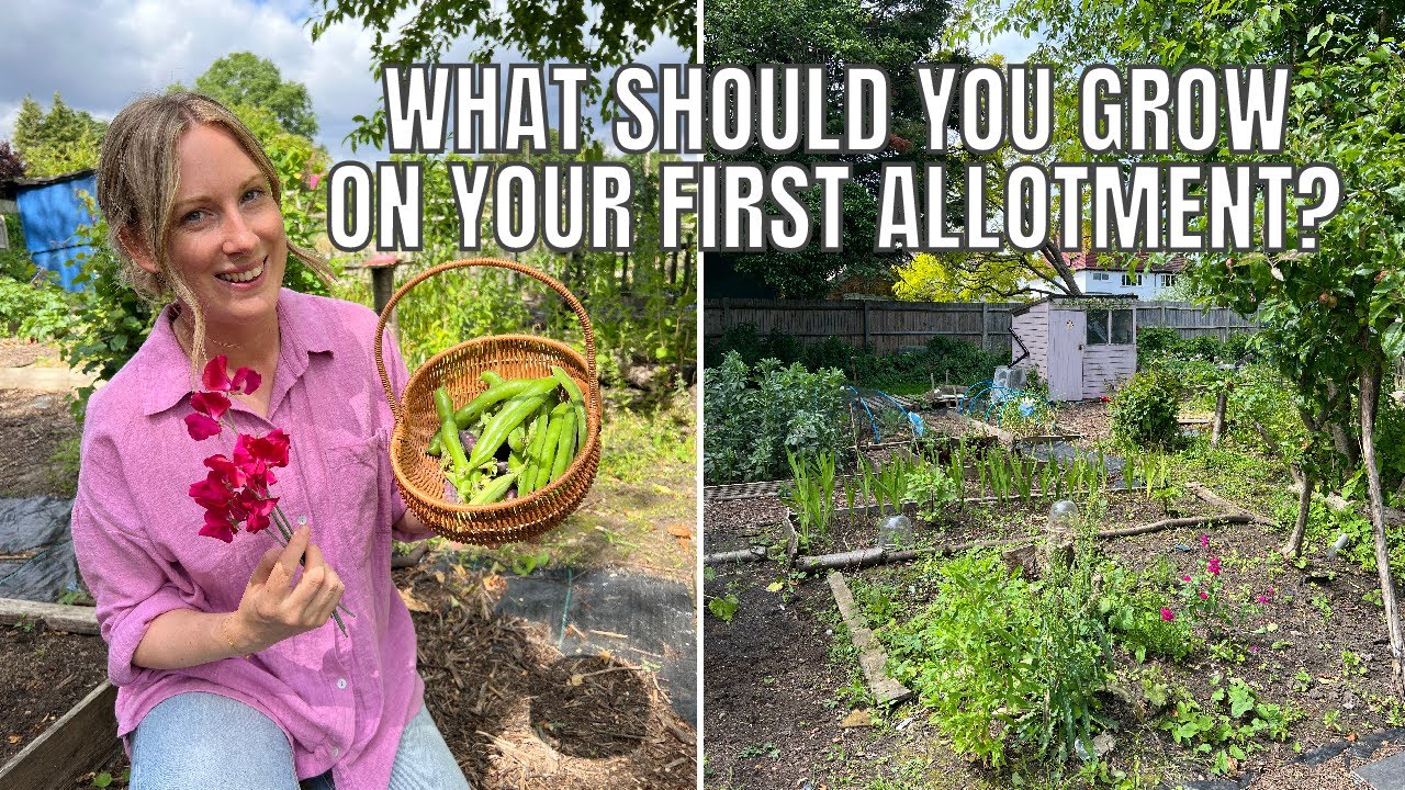 WHAT TO GROW ON YOUR FIRST ALLOTMENT PLOT / ALLOTMENT GARDENING FOR ...