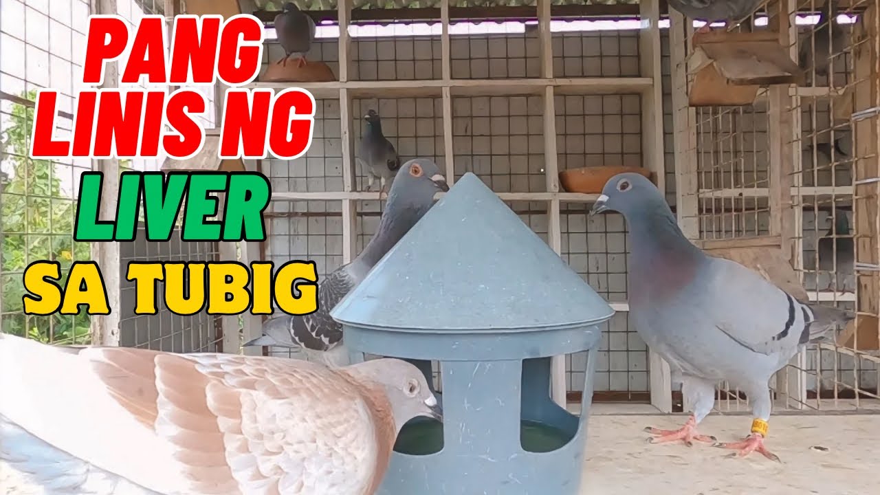 PAG TAPOS IRESET NAG BIGAY AKO NG PANG LINIS NG LIVER - YouTube