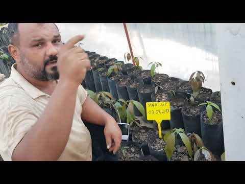 MANGO çimlendirme 18. Gün sonuç #mangoçimlendirme #tropikaltoprakalanya