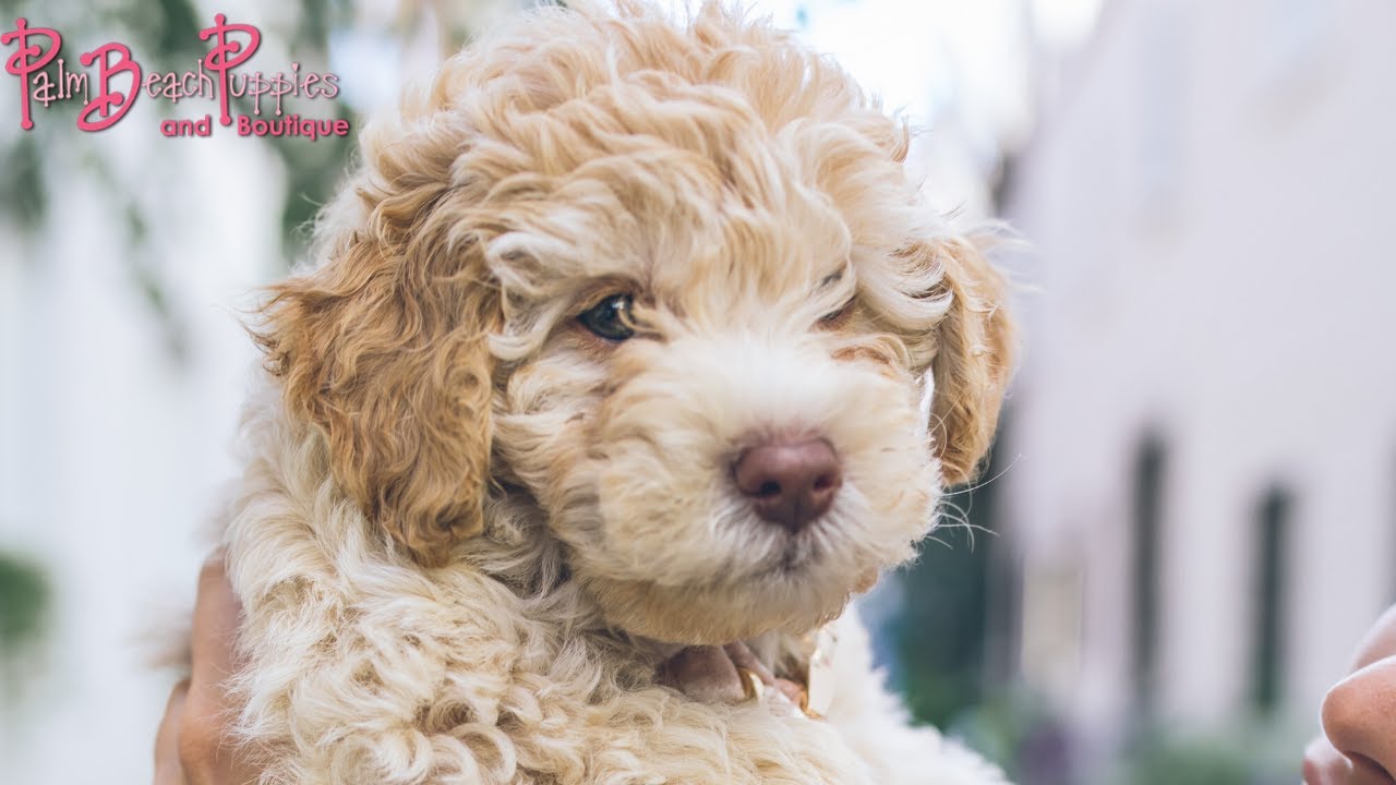 This Adorable Blue Merle Cockapoo Has Just Arrived At Palm Beach ...