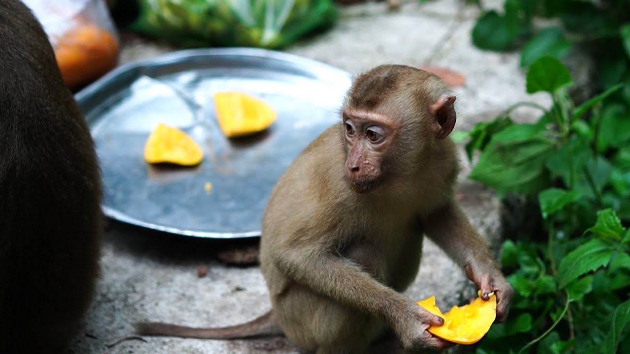 We give food monkey Sovana family eat evening - YouTube