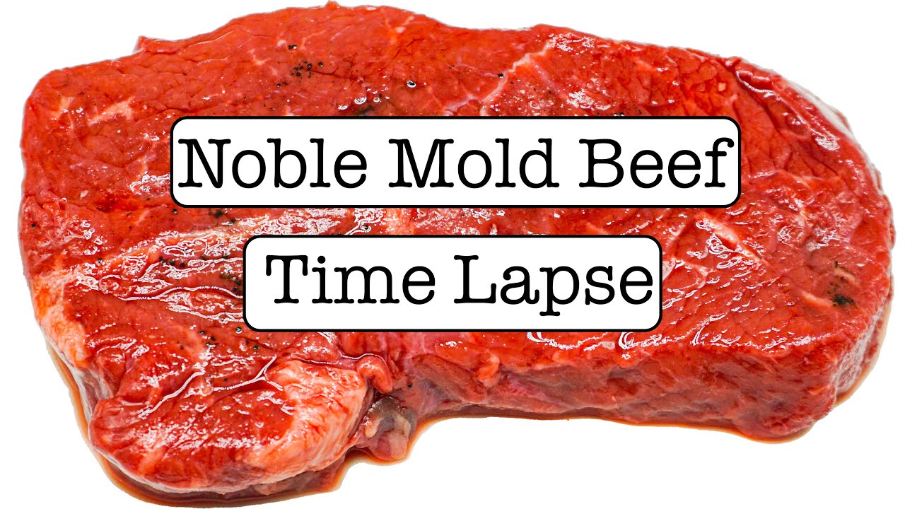 Mold Beef - Time Lapse -4K - YouTube